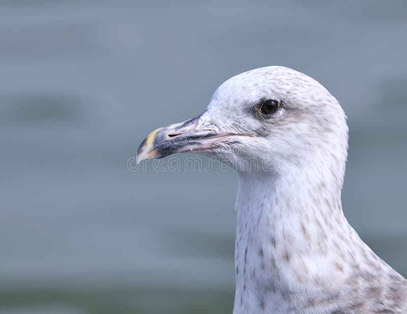 Yellow-legged Gull, Larus Michahellis. Stock Photo - Image of feathers ...
