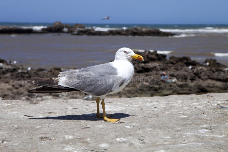 Yellow-legged Gull, Larus Michahellis, Essaouira, Morocco Stock Image ...