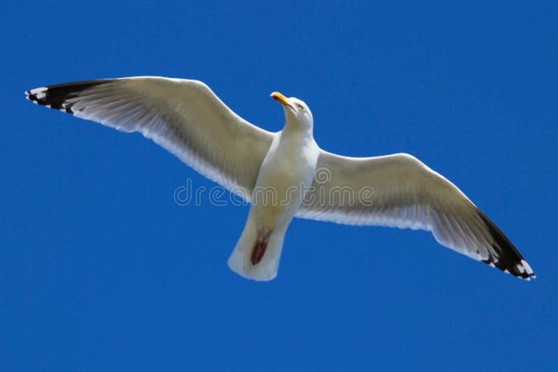 Yellow Legged Gull Larus Michahellis Stock Photo - Image of larus ...