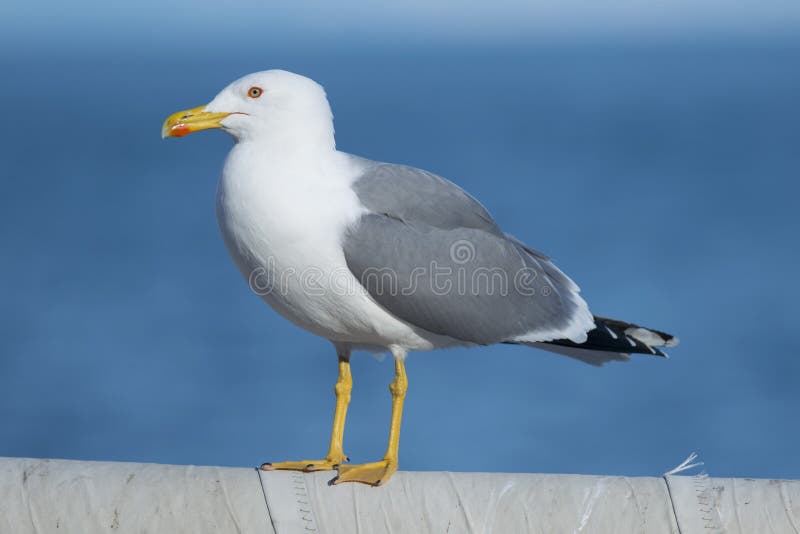 Yellow-Legged Gull stock photo. Image of feather, animal - 37262334