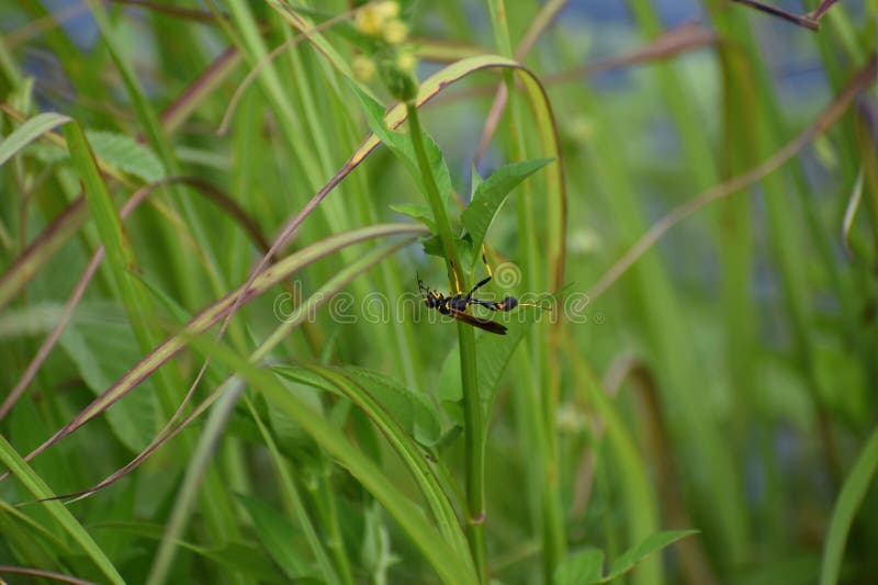 Yellow-legged Mud-dauber Wasp Aka Sceliphron Caementarium Stock Image ...