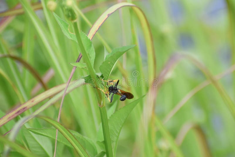 Yellow-legged Mud-dauber Wasp Aka Sceliphron Caementarium Stock Image ...