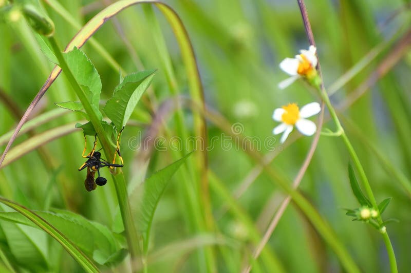 Yellow-legged Mud-dauber Wasp Aka Sceliphron Caementarium Stock Image ...