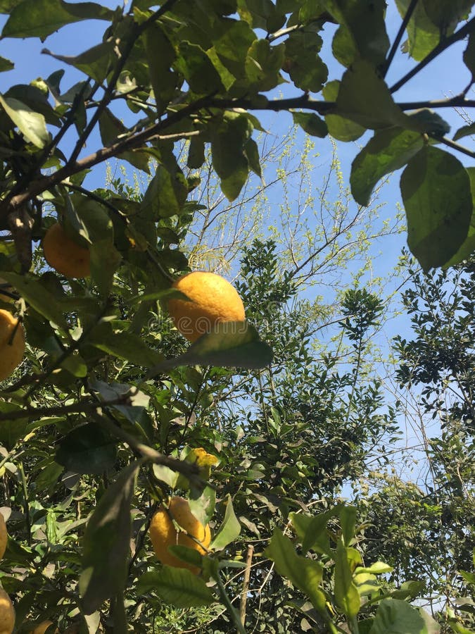 Yellow lemmon on the tree stock photo. Image of macro - 257931618