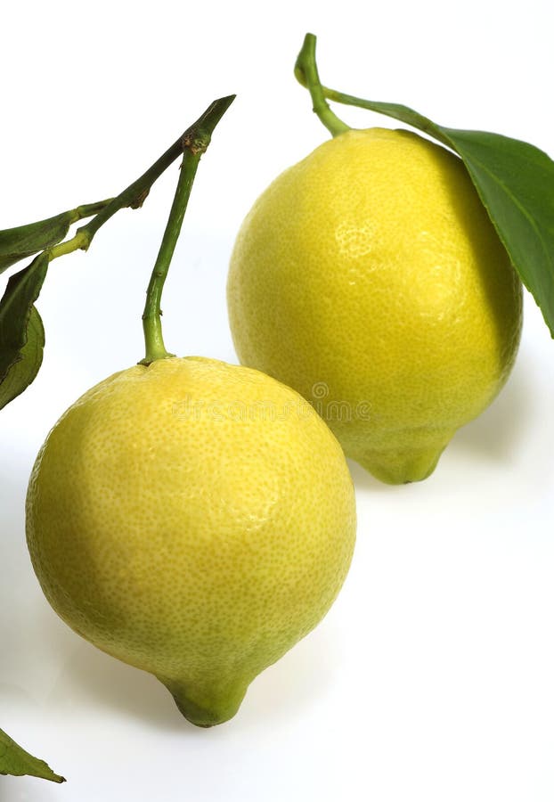 Citron jaune stock image. Image of studio, limonum, botany - 172800925