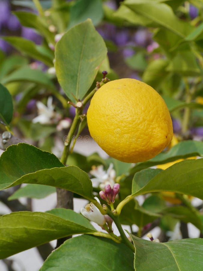 A yellow lemon in a tree stock photo. Image of green - 39699314