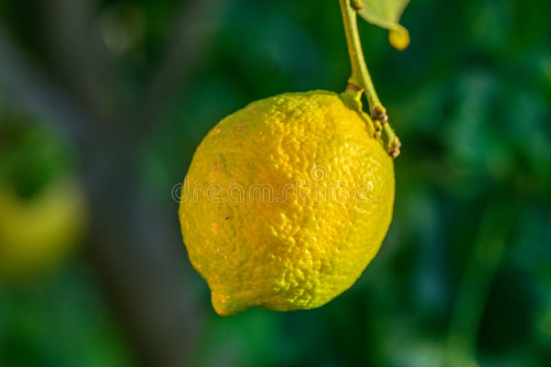 Yellow Lemon on Tree Branches in Winter 2 Stock Photo - Image of fresh ...