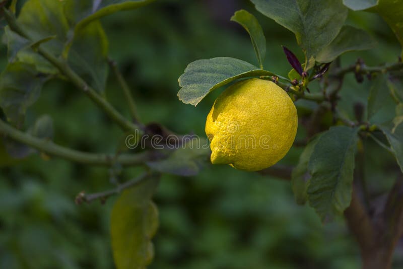 Yellow lemon on tree stock image. Image of closeup, ingredient - 170813011