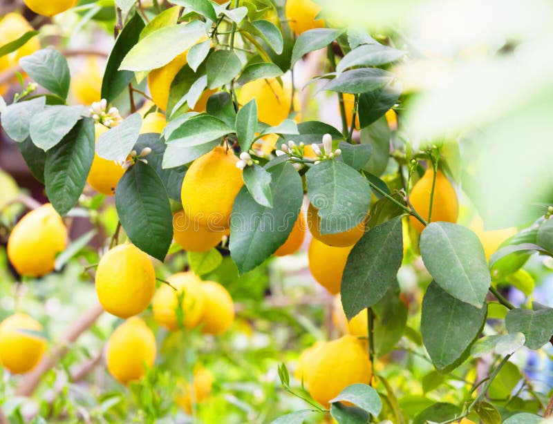 The Yellow Lemon Tree. stock image. Image of fruit, hanging - 89007781