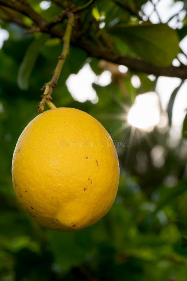 Yellow Lemon on the Tree with Sunstar in the Background Stock Photo ...
