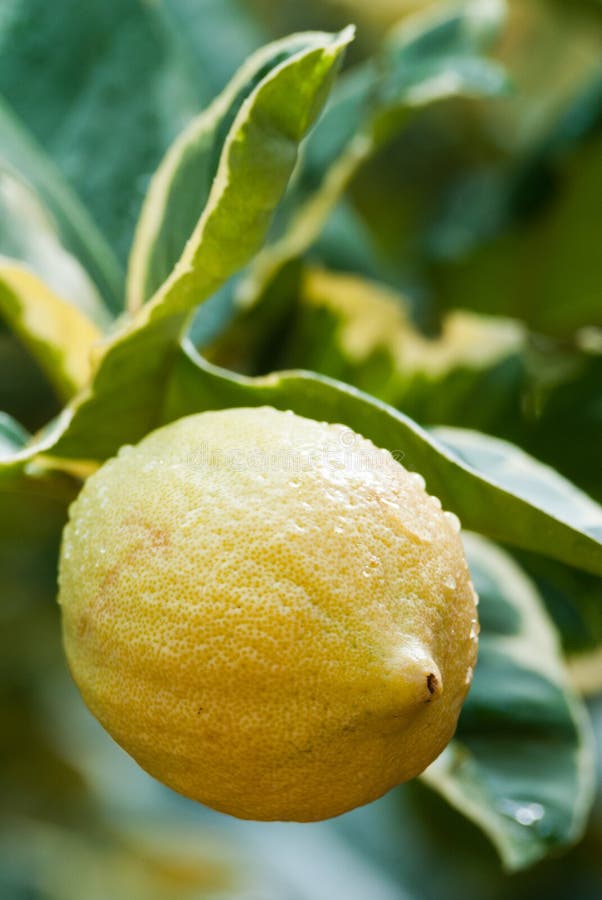 Yellow lemons. stock photo. Image of green, close, design - 26544044