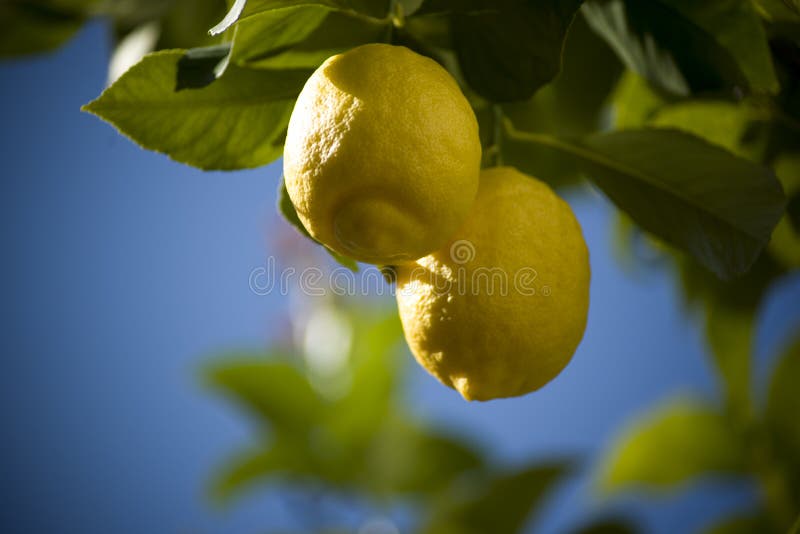 Yellow Lemons in the Branch Stock Photo - Image of ripe, fresh: 142001490