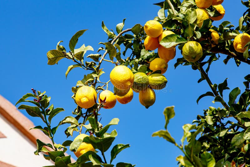 Tree with yellow lemons stock photo. Image of lemons - 115812444