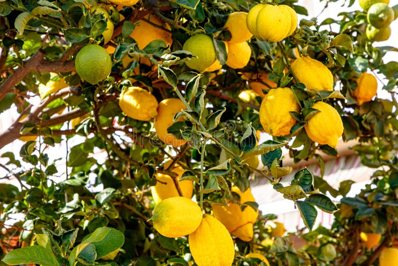 Yellow Lemons Grow on a Tree Stock Photo - Image of food, hanging ...