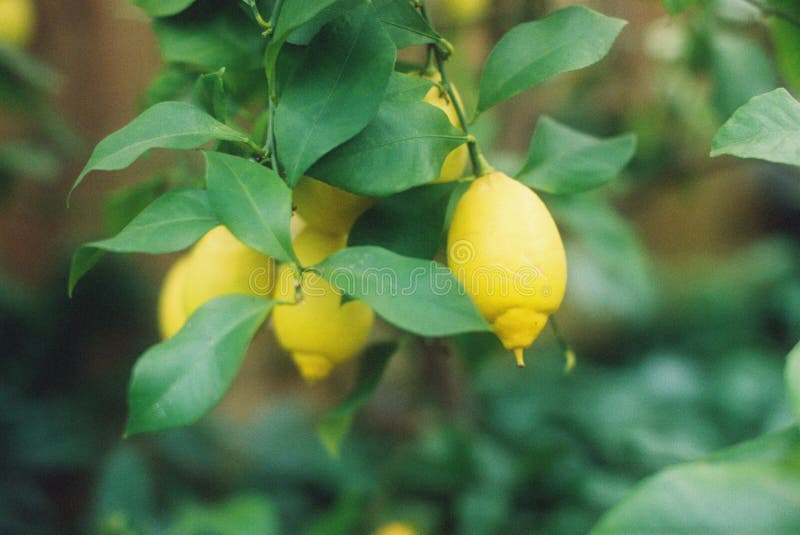 Lemons Growing on a Lemon Tree in a Lemon Garden. Stock Image - Image ...