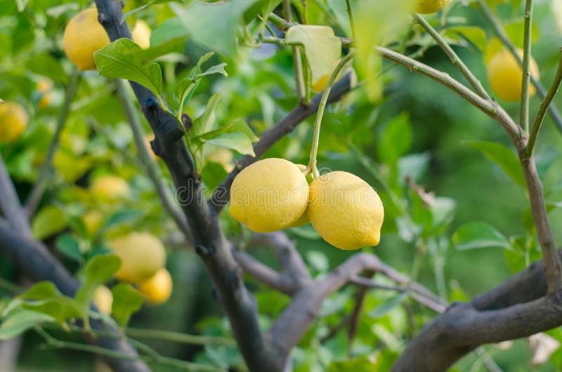 Yellow Lemons on Lemon Tree Stock Image - Image of growth, ripe: 280091179