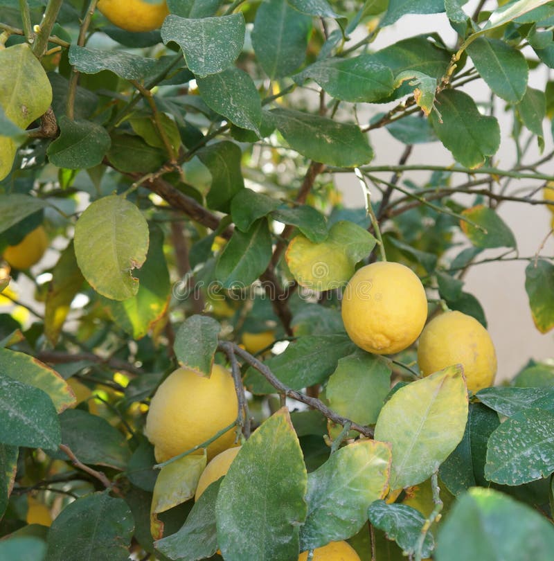Yellow lemons on the tree stock image. Image of bunch - 36492877
