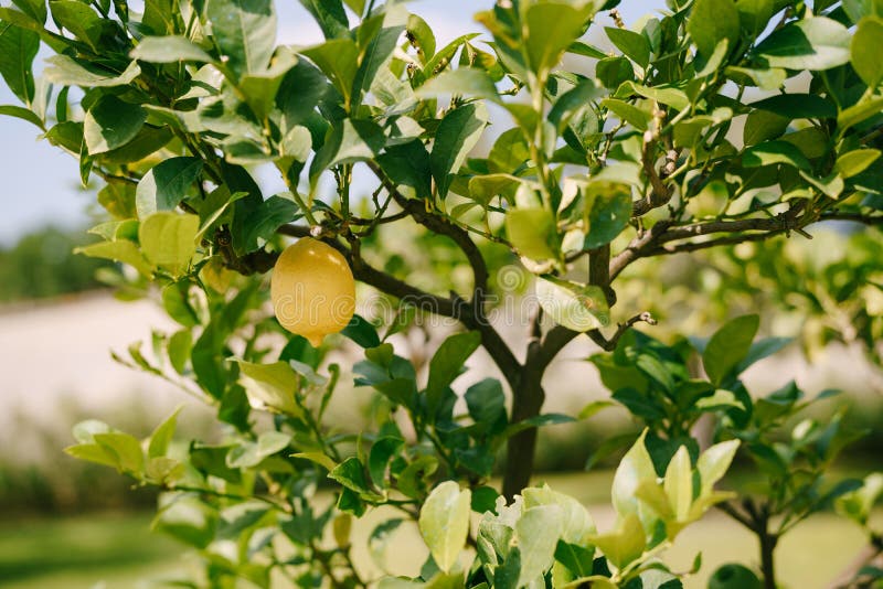 Yellow Lemons on a Tree, Lemon Trees in Pots, Close-up. Stock Image ...