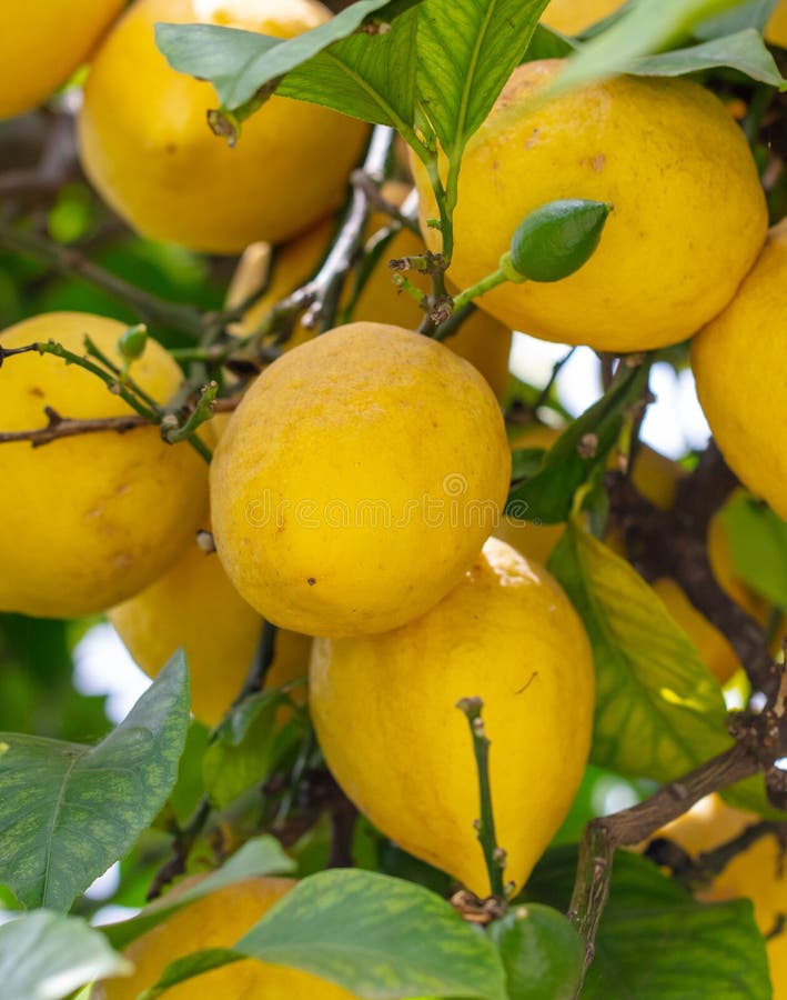 Yellow Lemons on the Tree. Nature Stock Photo - Image of growing, green ...
