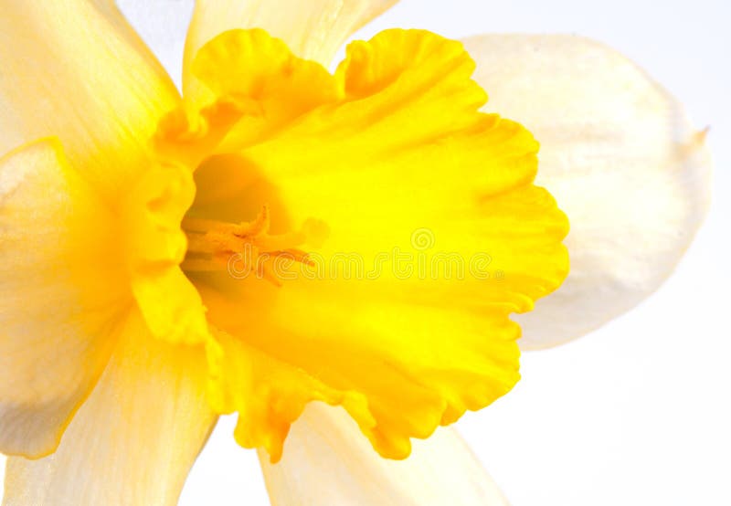 Yellow lent lily close up stock image. Image of flora - 30247495