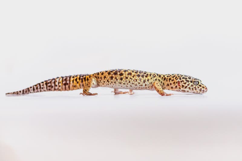 Yellow Leopard Gecko Studio Shot Stock Photo - Image of wild, exotic ...