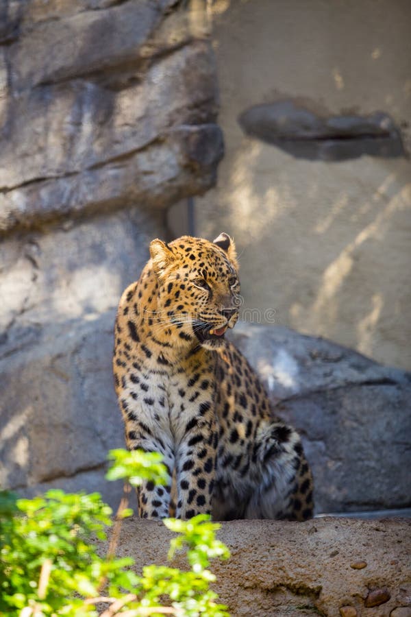 Yellow Leopard on Rocks stock image. Image of wildlife - 66954165