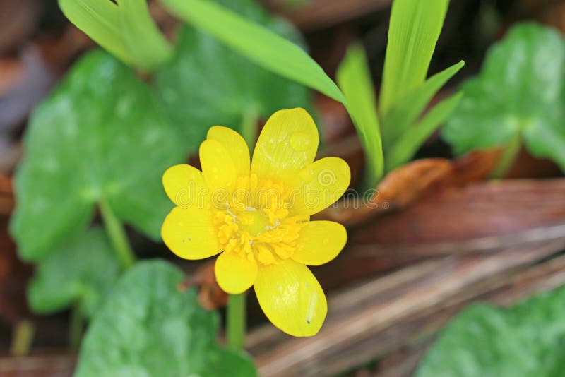 Lesser Celandine Flower in Spring Stock Image - Image of floral, flower ...