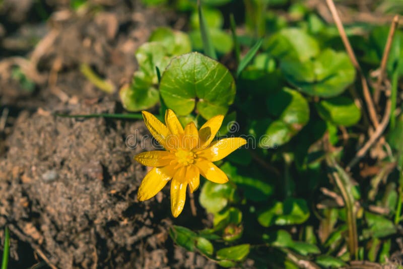 Yellow Lesser Celandine Flowers in the Garden. Close Up Stock Photo ...
