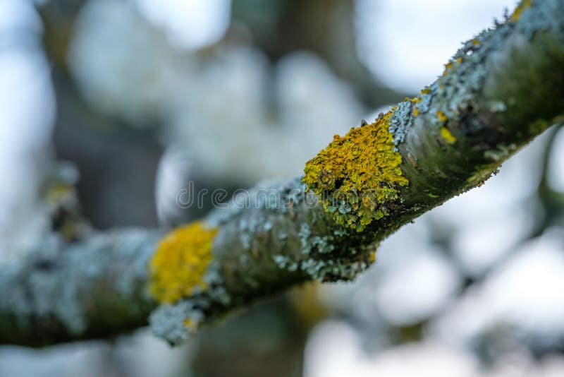 459 Lichen Apple Tree Stock Photos - Free & Royalty-Free Stock Photos ...