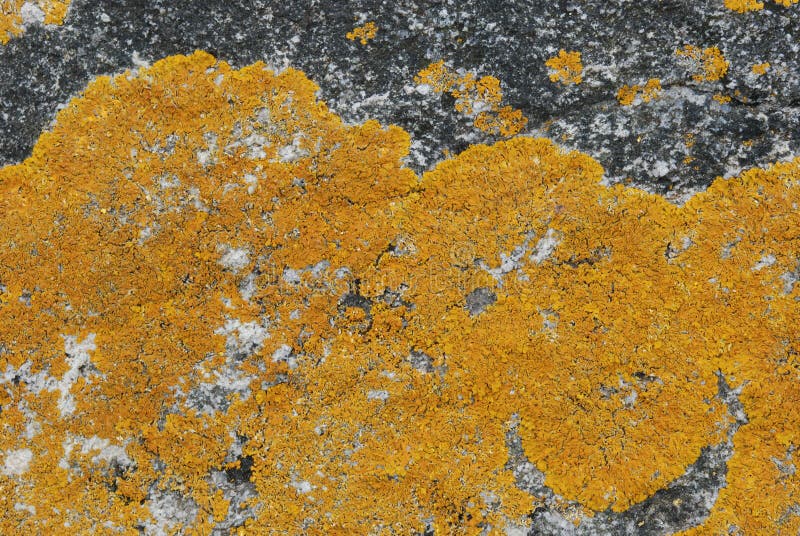 Yellow lichen on bare rock stock image. Image of nature - 75489817