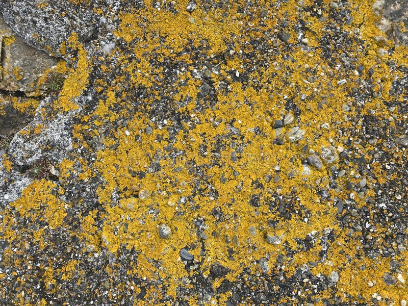 Yellow Lichen on Rocks stock photo. Image of tree, shrub - 254969170