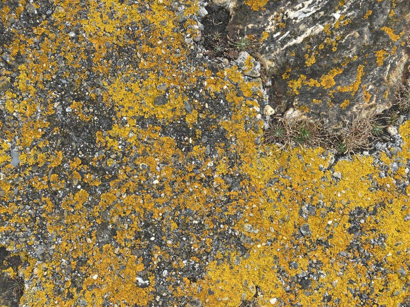 Yellow Lichen on Rocks stock image. Image of plant, rock - 254892727
