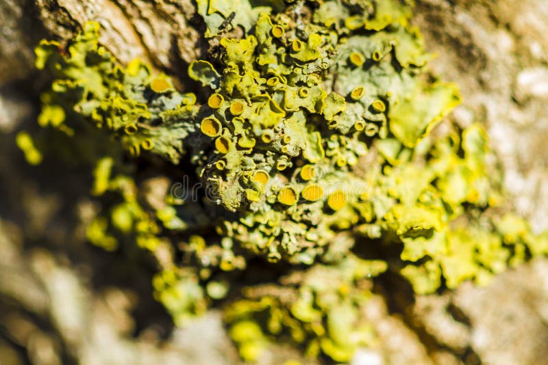 Lichen stock image. Image of closeup, rough, phycobiont - 115133775