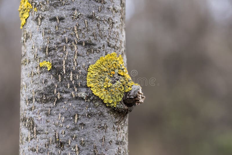 Yellow Lichen on the Trunk of a Tree Stock Image - Image of bark ...