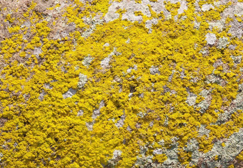 Yellow Lichens on Stone Closeup Stock Image - Image of closeup, covered ...
