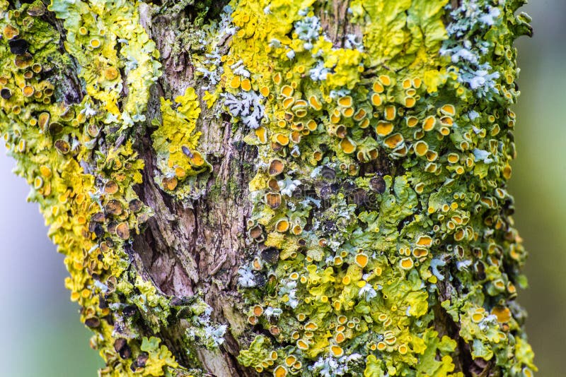Yellow lichens on tree stock photo. Image of fungi, park - 72023770