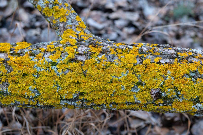 Yellow Lichens on a Tree Stump on the Ground Stock Photo - Image of ...
