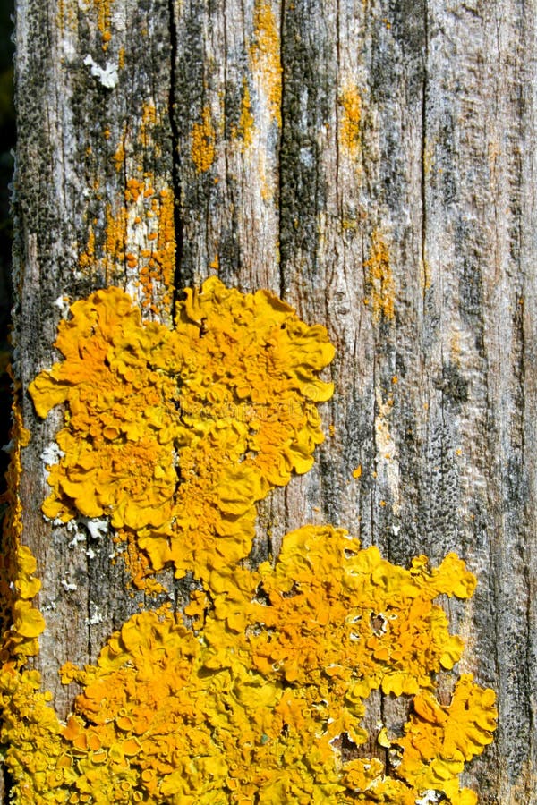 Yellow lichens on wood stock photo. Image of surface, abstract - 711398