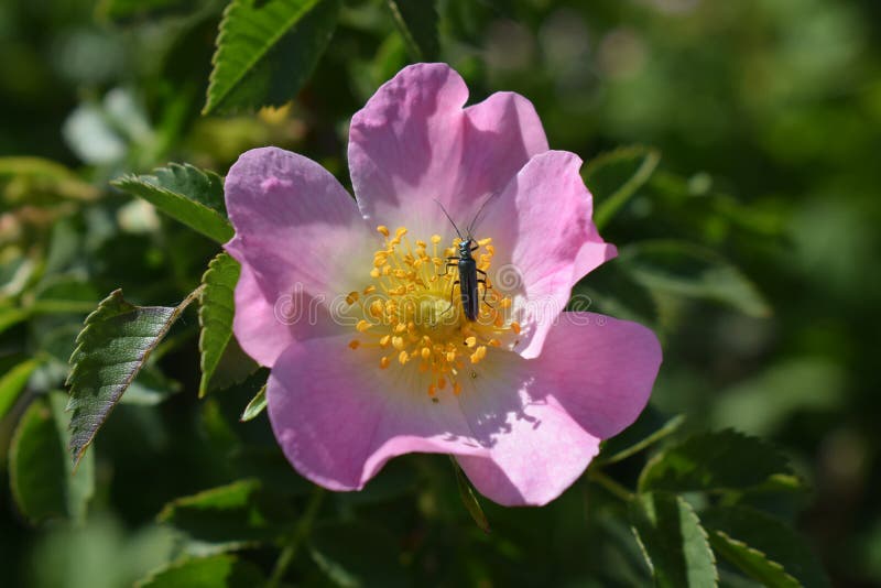 Tiny insect in a bush rose stock image. Image of wildflower - 233466929