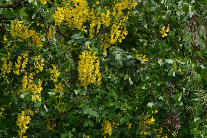Yellow lilac in spring stock image. Image of yellow - 333083409