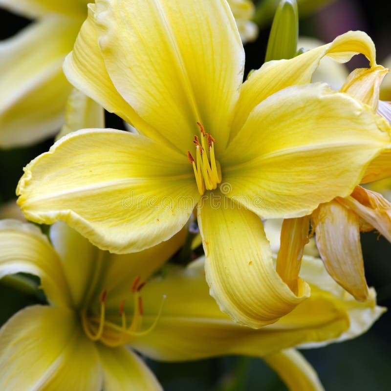 Yellow liles blossom stock photo. Image of summer, blossom - 38915902