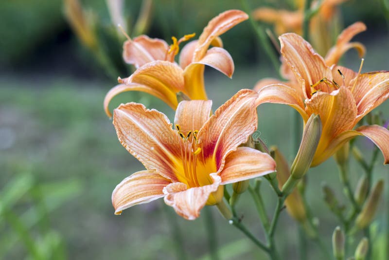 Lilia stock image. Image of green, beautiful, botany, innocence - 5899251