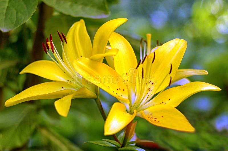 Lilia stock photo. Image of rosy, beautiful, summer, botanic - 52767776