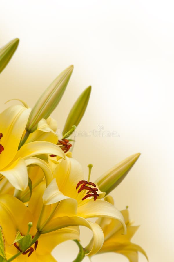 Easter lilies stock image. Image of botanical, flower - 2187517