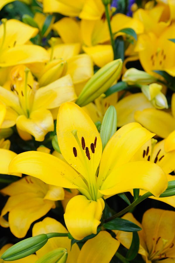 Close Up of Yellow Gerber Daisy Stock Image - Image of bloom, valentine ...