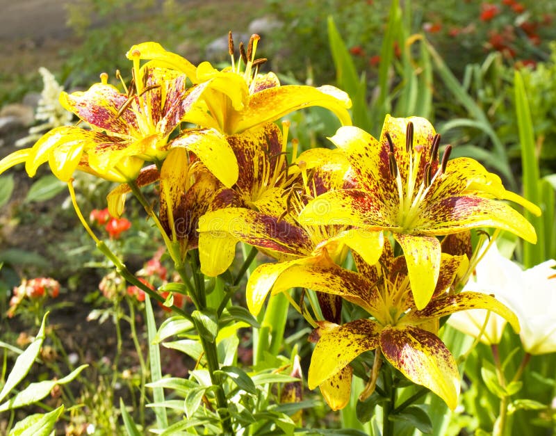 Yellow lilies stock image. Image of nature, yellow, botanic - 37853519
