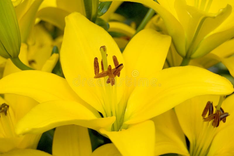 Yellow Lilies stock image. Image of beauty, elegance, flower - 6628823