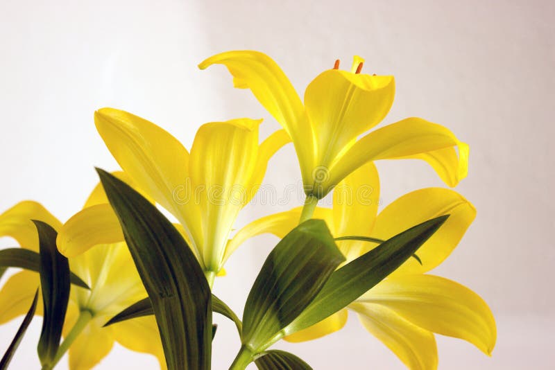 Yellow lilies stock image. Image of blossom, flower, aerial - 93996381