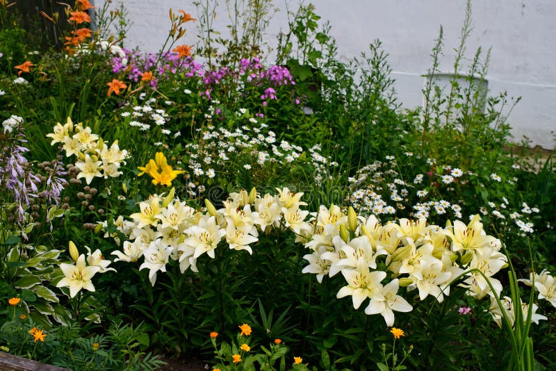 Blooming Yellow Lilies in the Spring Stock Image - Image of early, buds ...