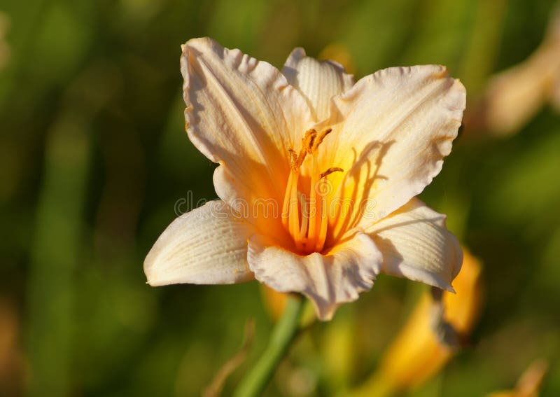 Yellow lilies stock photo. Image of color, botanical - 42231914
